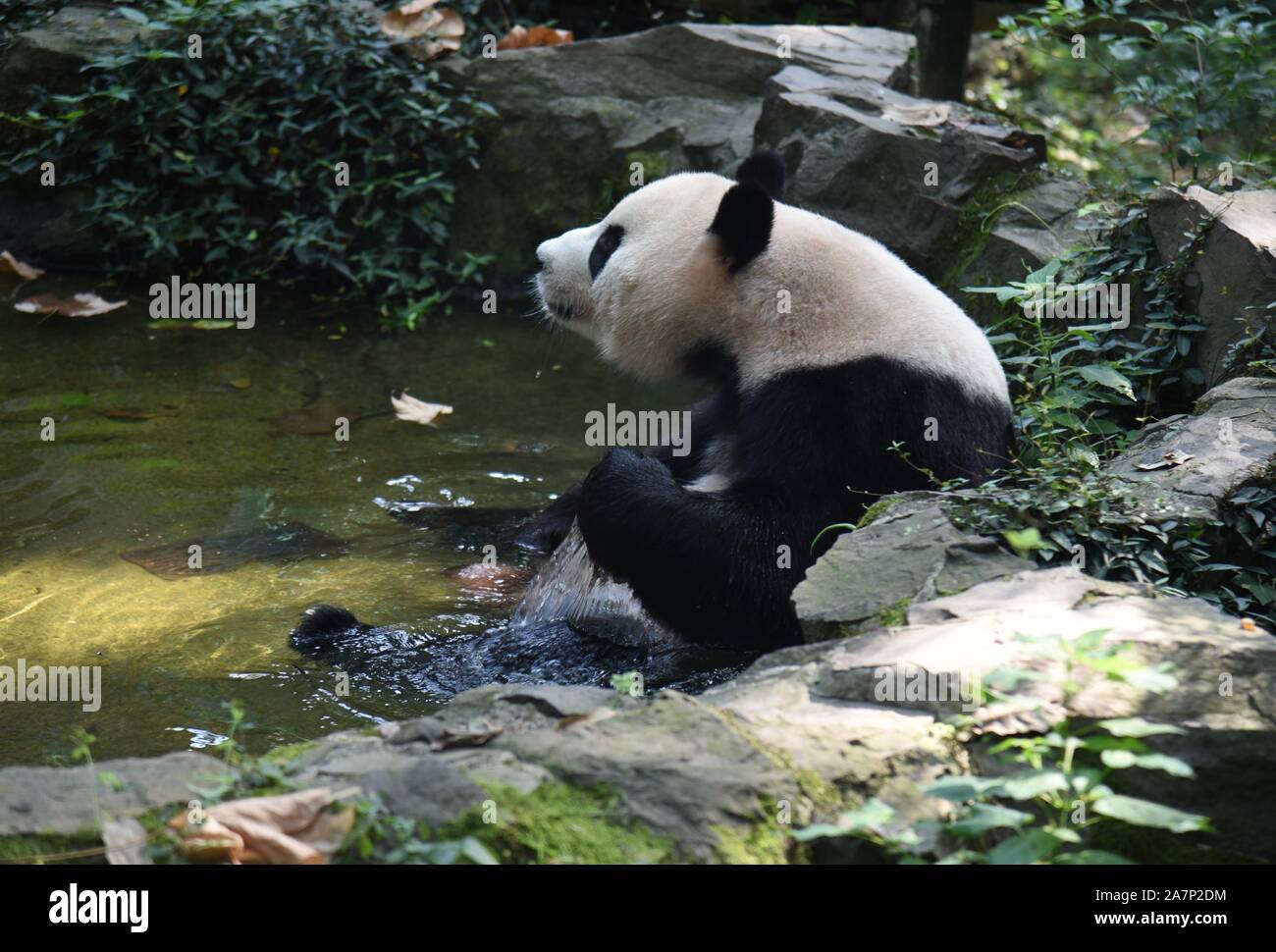 Giant panda brothers, Chengjiu and Shuanghao, eat bamboo and take a ...