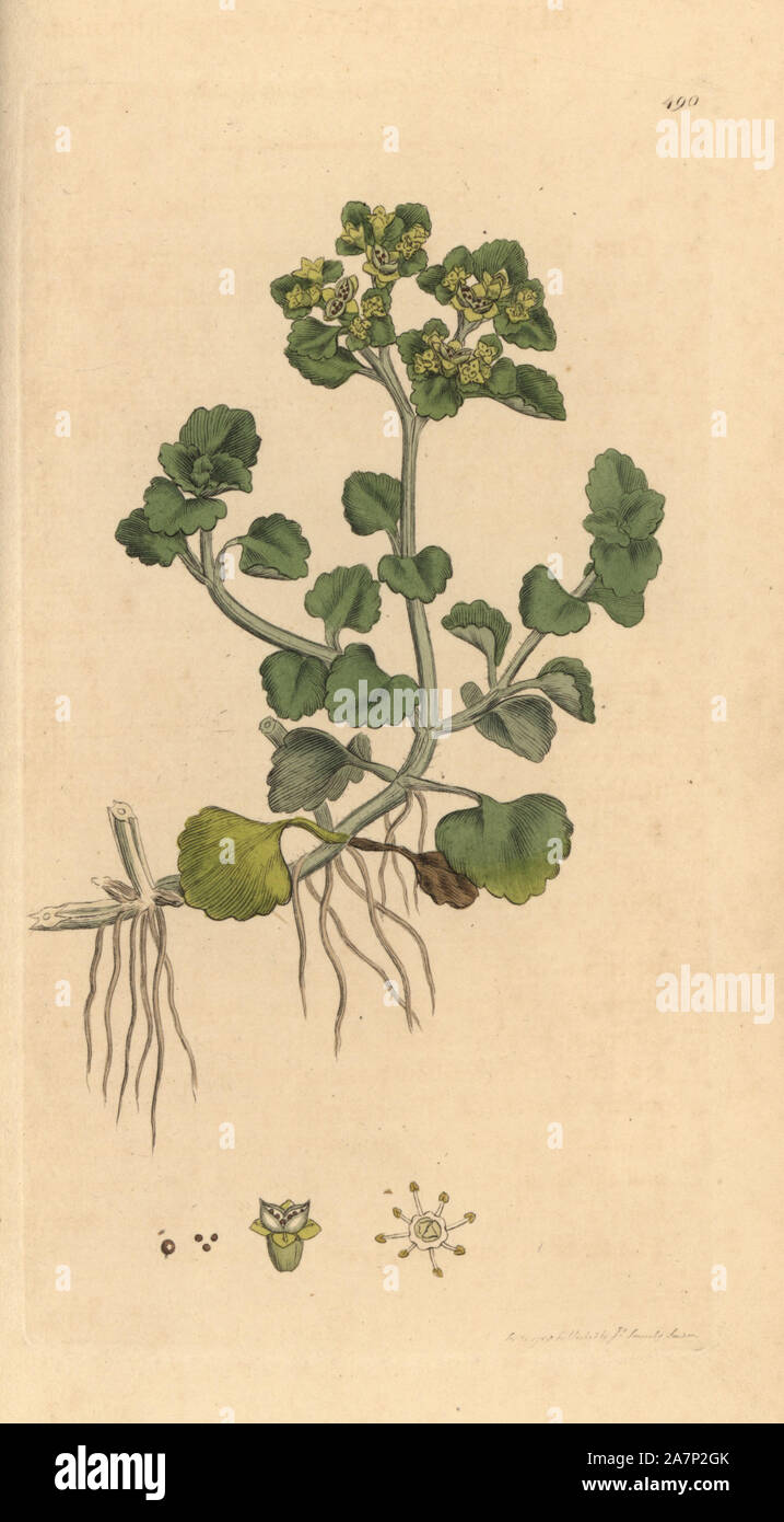 Opposite leaved golden saxifrage, Chrysosplenium oppositifolium ...