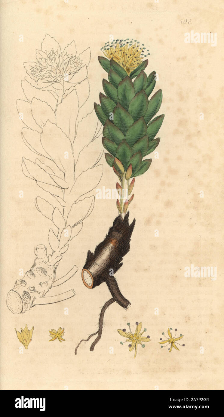 Rose-root, Rhodiola rosea. Handcoloured copperplate engraving from a ...