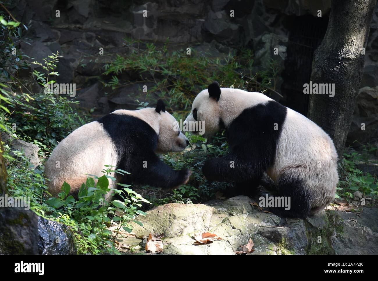 Giant panda brothers, Chengjiu and Shuanghao, eat bamboo and take a ...