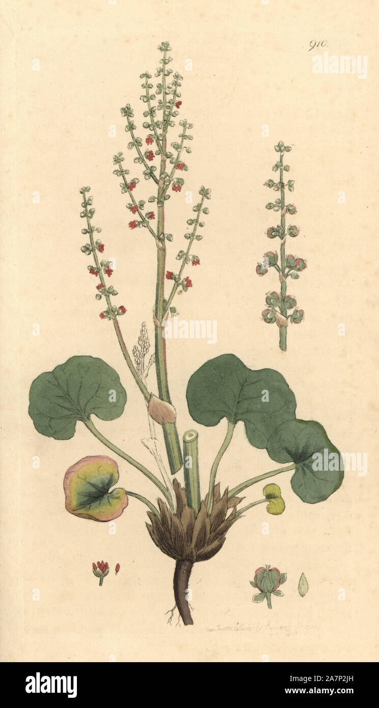 Mountain sorrel, Rumex digynus. Handcoloured copperplate engraving from ...