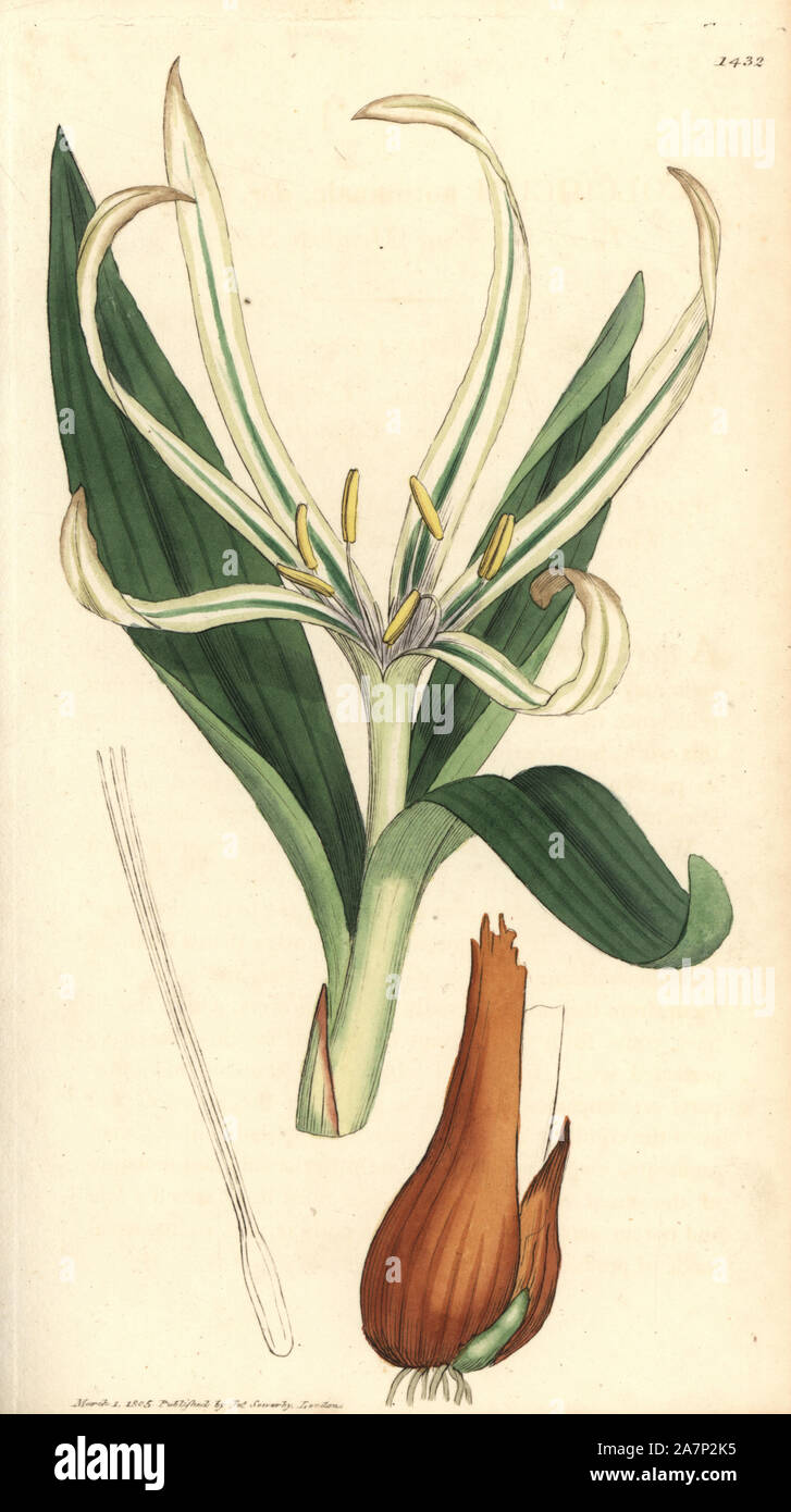 Tardy-flowering meadow saffron, Colchicum autumnale flor. serotinis ...