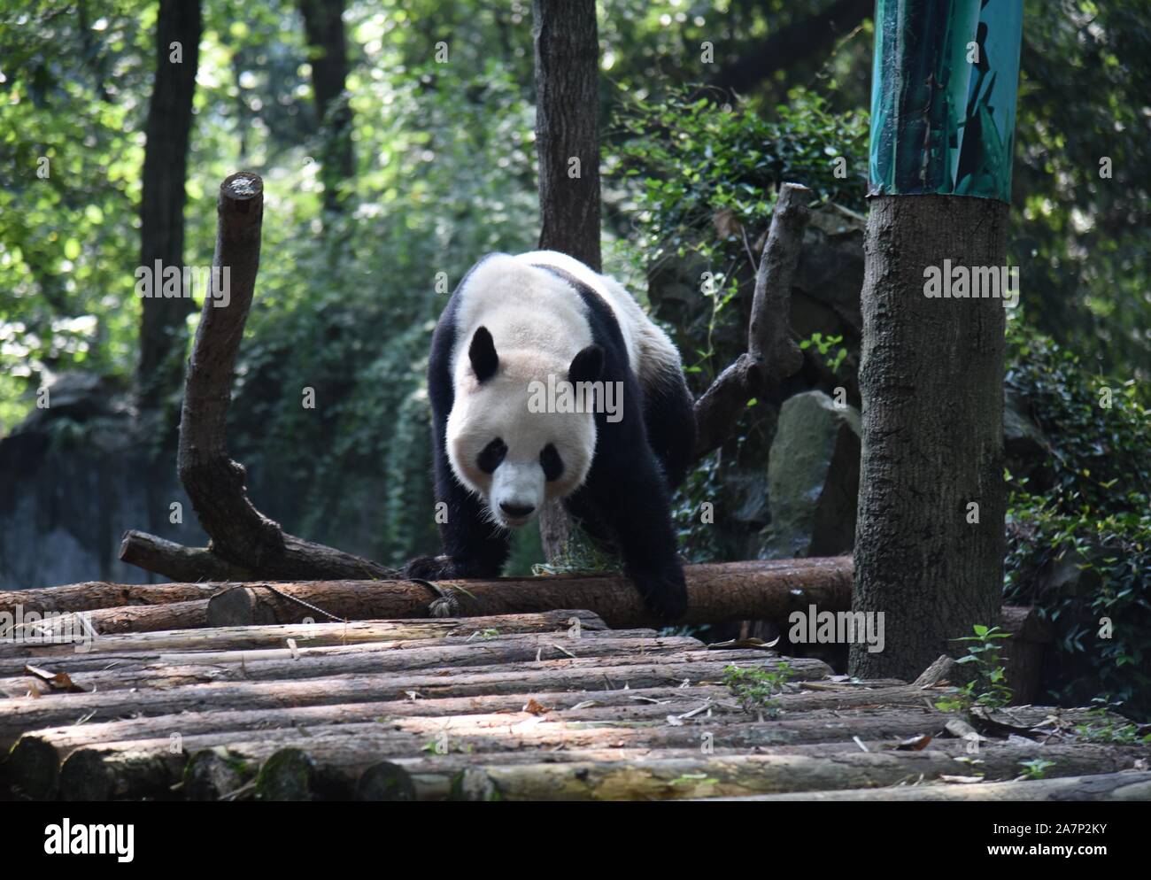 Giant panda brothers, Chengjiu and Shuanghao, eat bamboo and take a ...