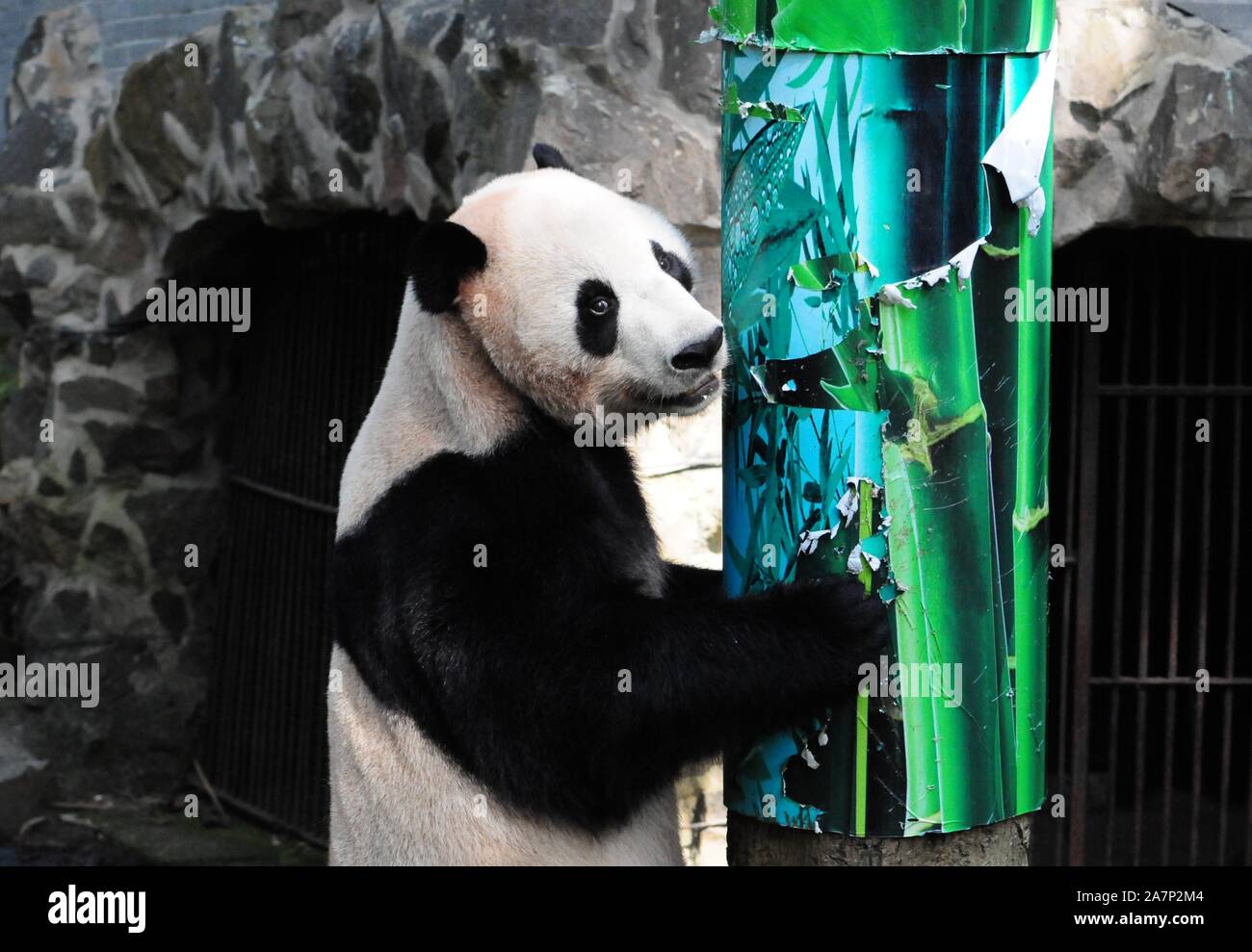 Giant panda brothers, Chengjiu and Shuanghao, eat bamboo and take a ...