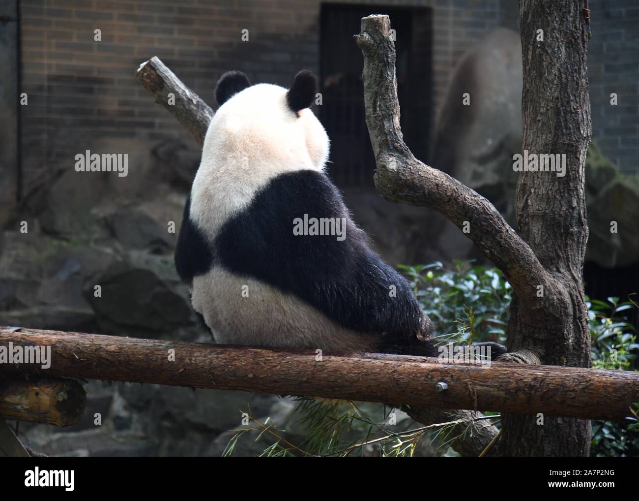 Giant panda brothers, Chengjiu and Shuanghao, eat bamboo and take a ...