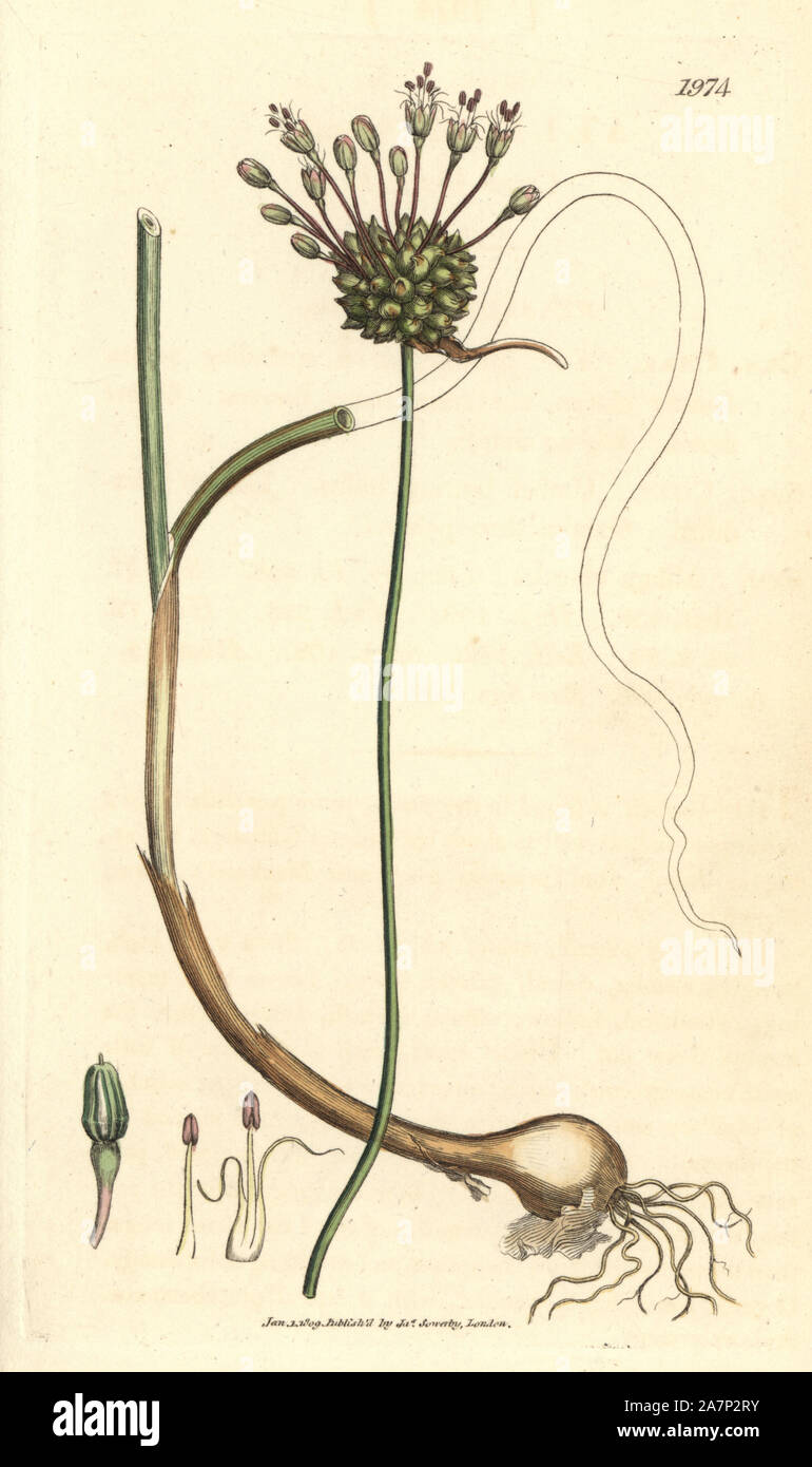 Crow garlic, Allium vineale. Handcoloured copperplate engraving from a ...