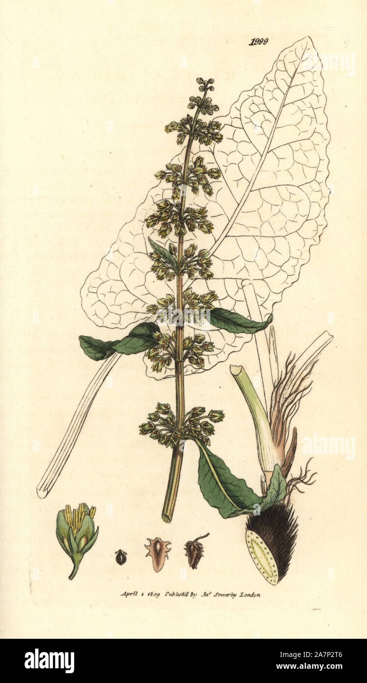Rumex obtusifolius drawing hi-res stock photography and images - Alamy