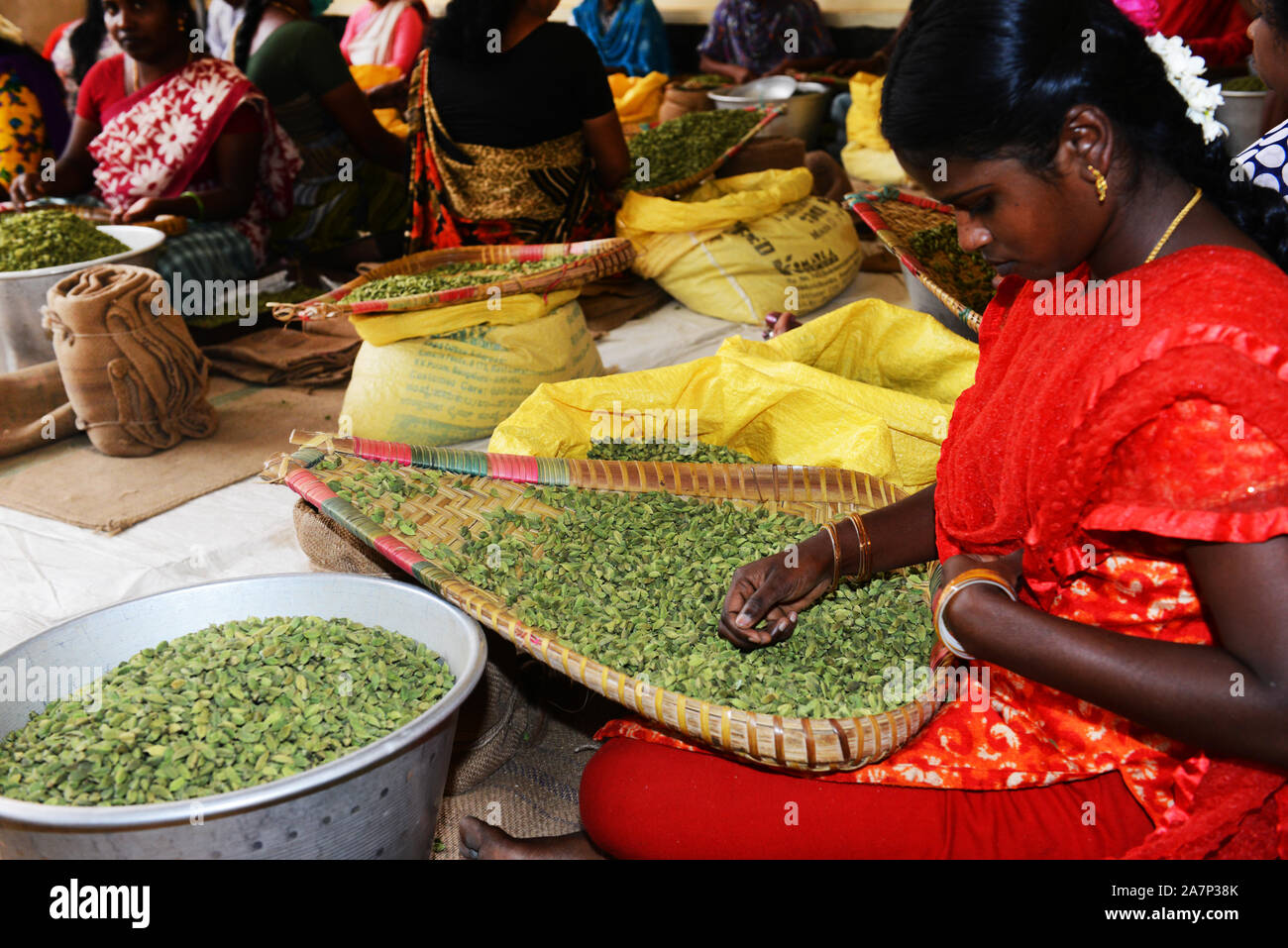 Tamil women sorting cardamom pods at a sorting center near Thekkady ...