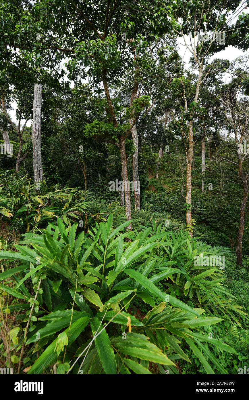 A Cardamom farm in Cardamom hills in Kerela, India Stock Photo - Alamy