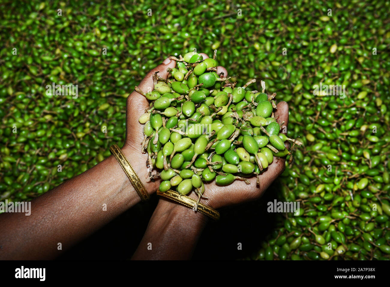 Cardamom harvest hi-res stock photography and images - Alamy