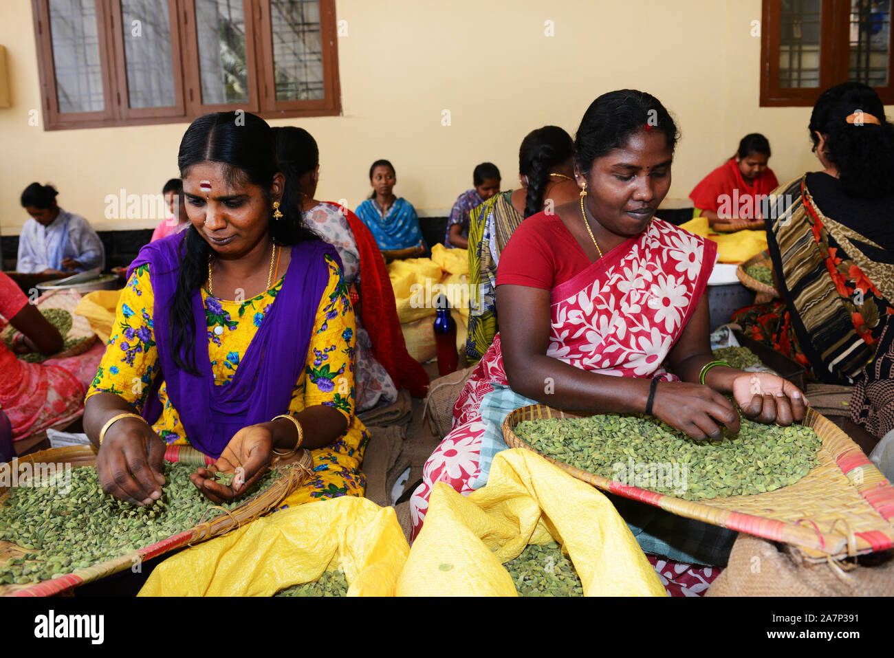 Tamil women sorting cardamom pods at a sorting center near Thekkady ...