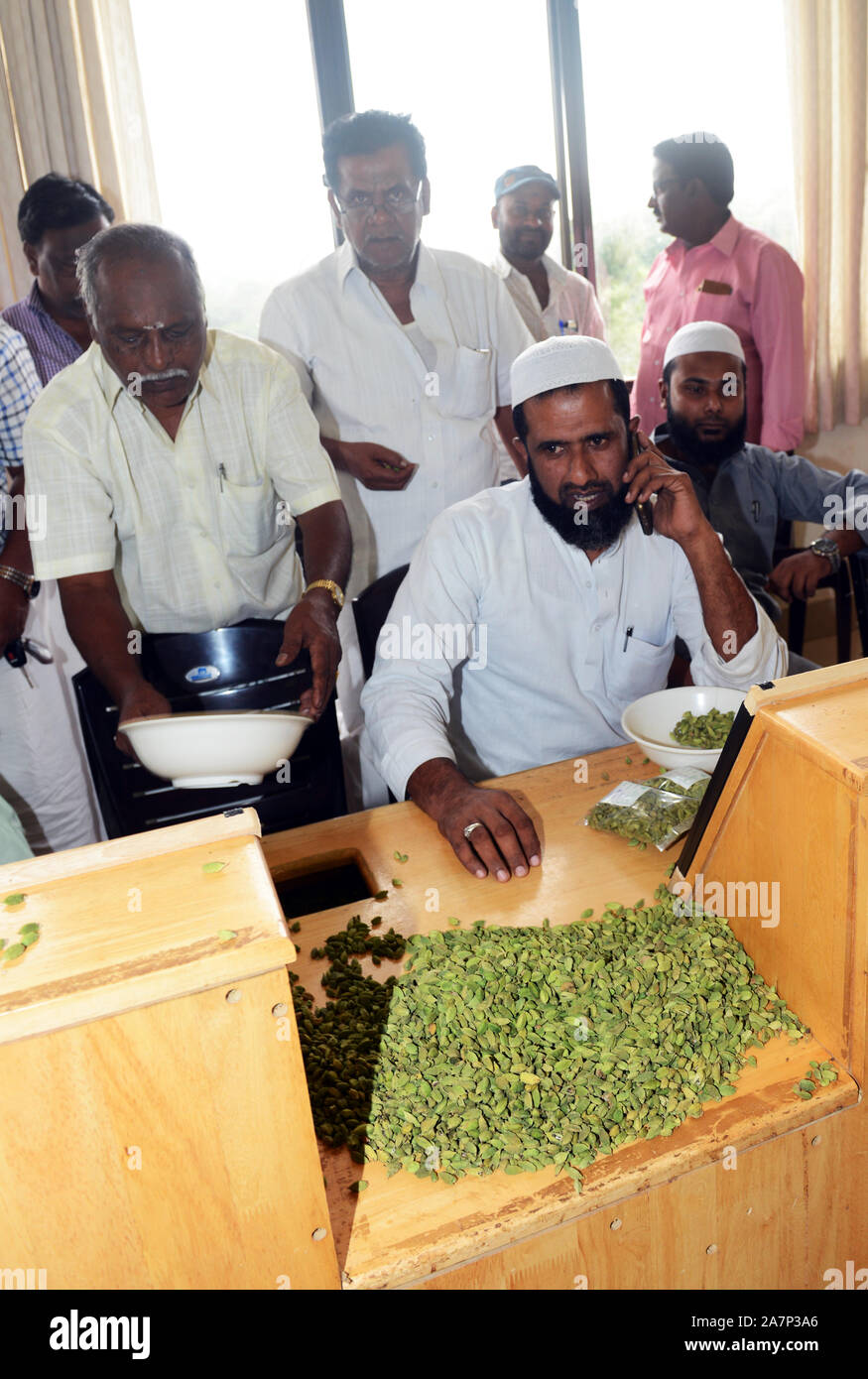 Cardamom auction in Idukki, Kerela, India Stock Photo - Alamy