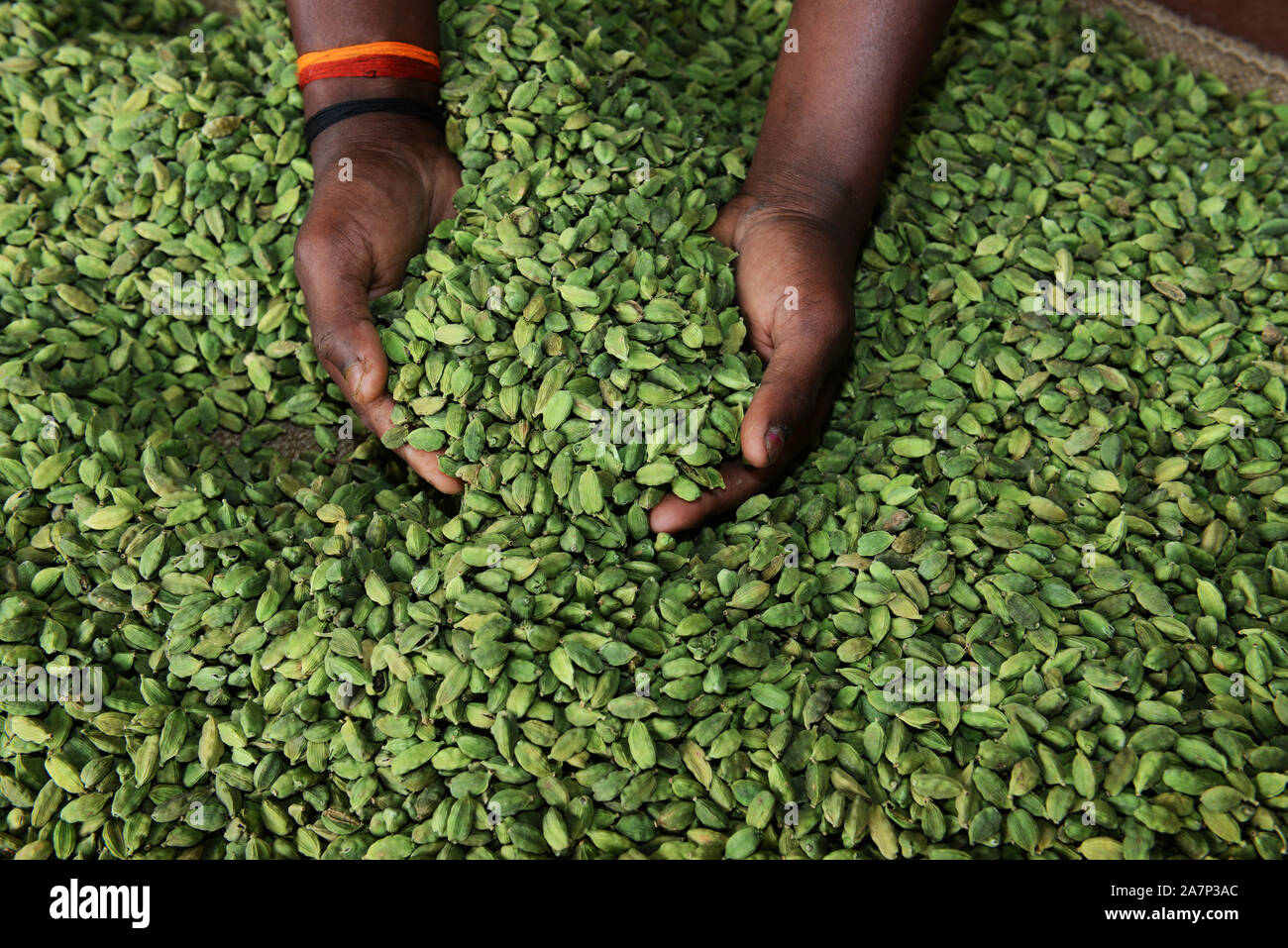 Cardamum pods hi-res stock photography and images - Alamy