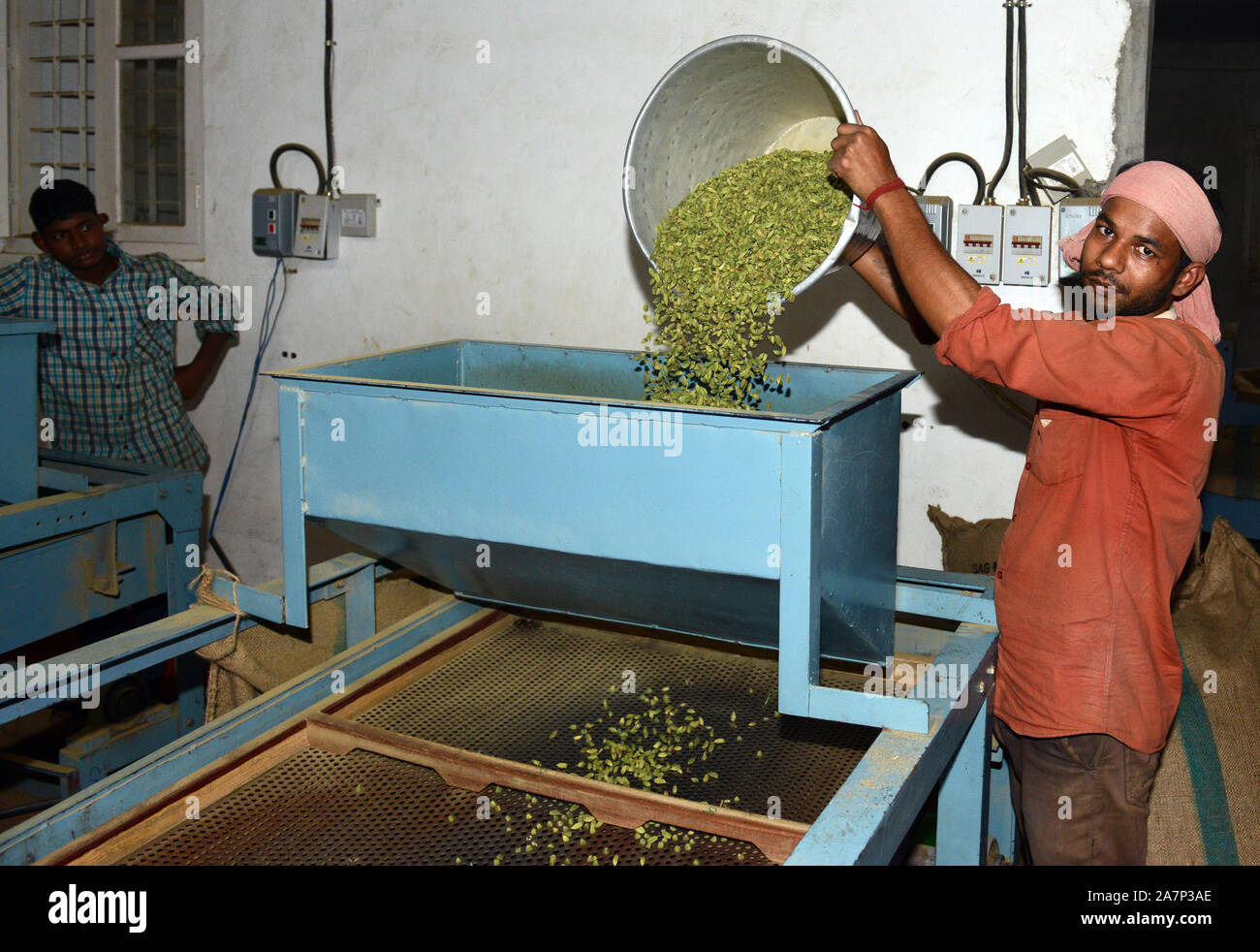 A worker at a Cardamom sorting center in Kerela, India Stock Photo - Alamy