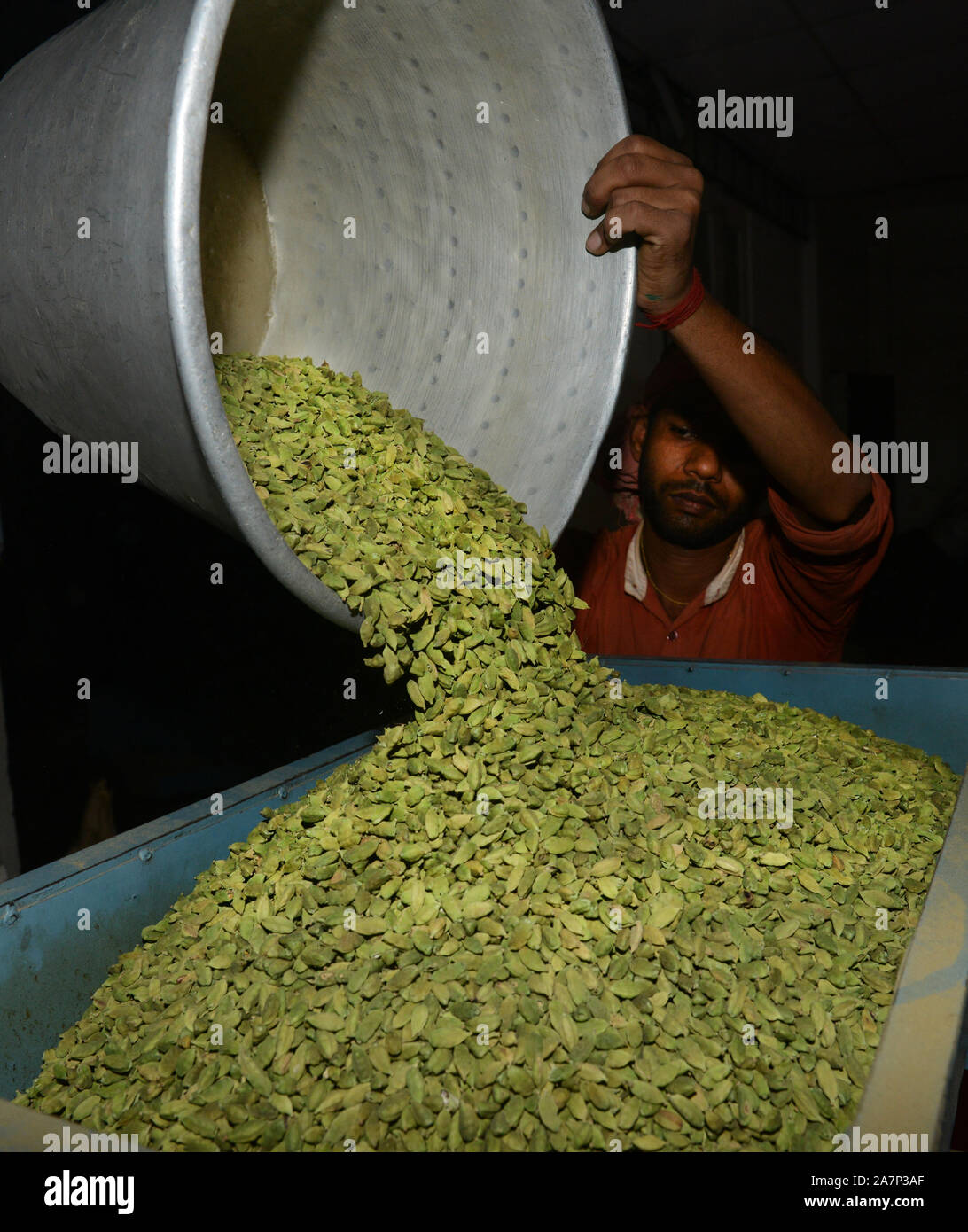 A worker at a Cardamom sorting center in Kerela, India Stock Photo - Alamy