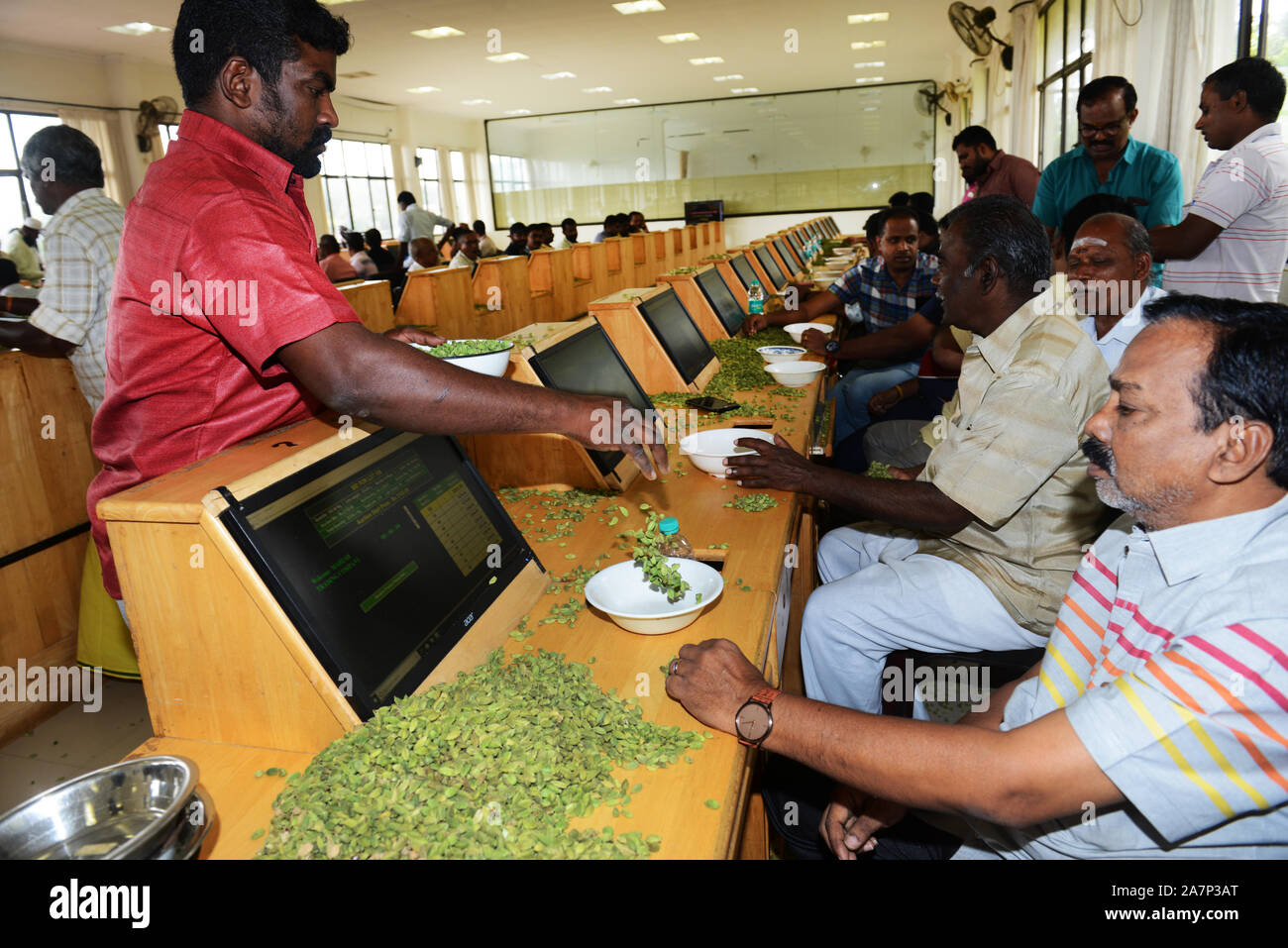 Cardamom auction in Idukki, Kerela, India Stock Photo - Alamy