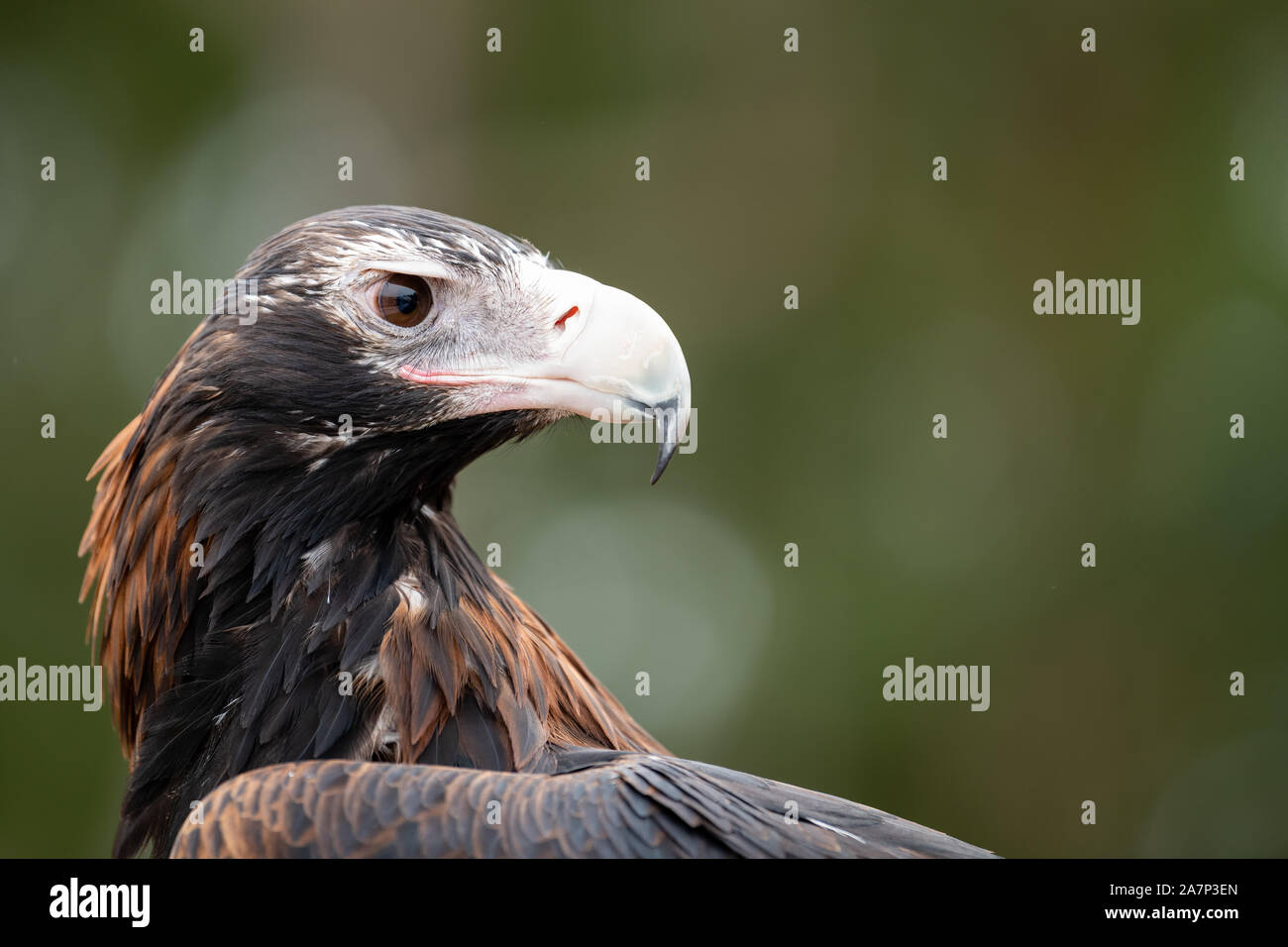Side profile close up of head, eye and beak of a Wedge-Tailed eagle ...
