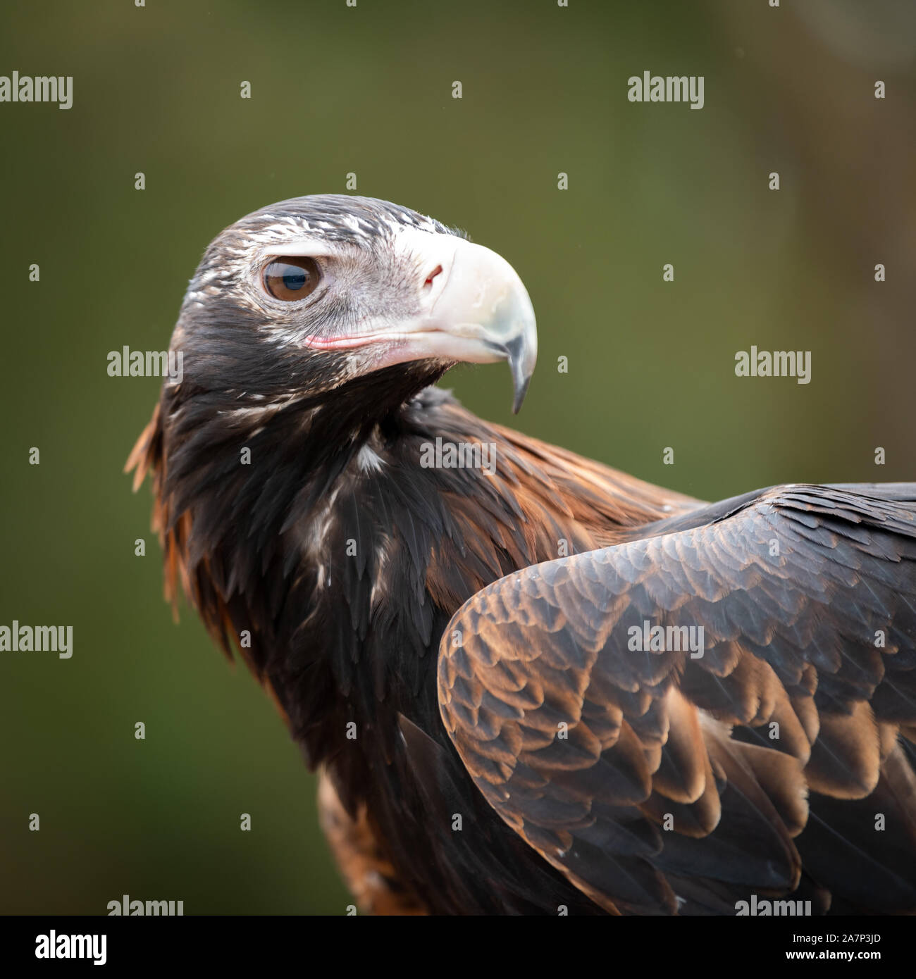 Australian Wedge Tailed Eagle - close up profile shot of head, face and ...