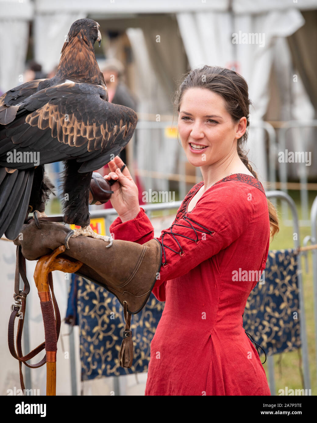 St Ives, Sydney, Australia - Sept 21 2019: Captive wedge tailed eagle ...