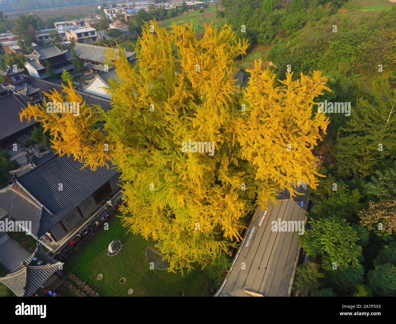 An aerial view of the ancient ginkgo tree with golden leaves at the ...