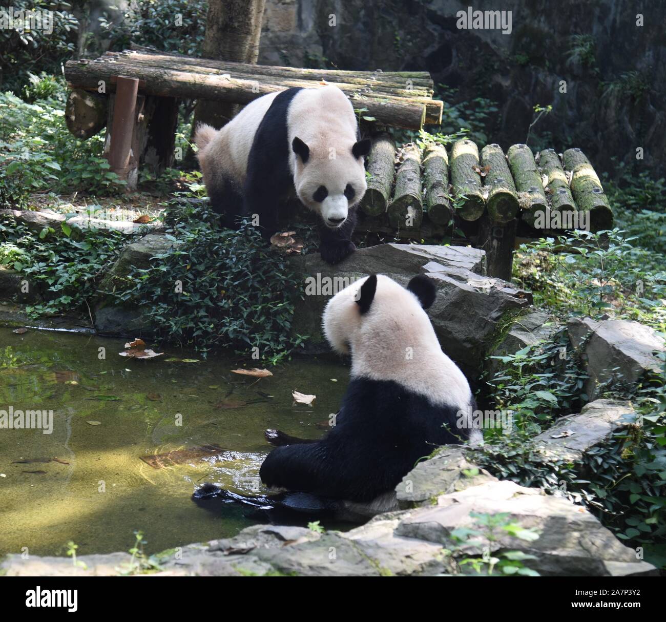 Giant panda brothers, Chengjiu and Shuanghao, eat bamboo and take a ...
