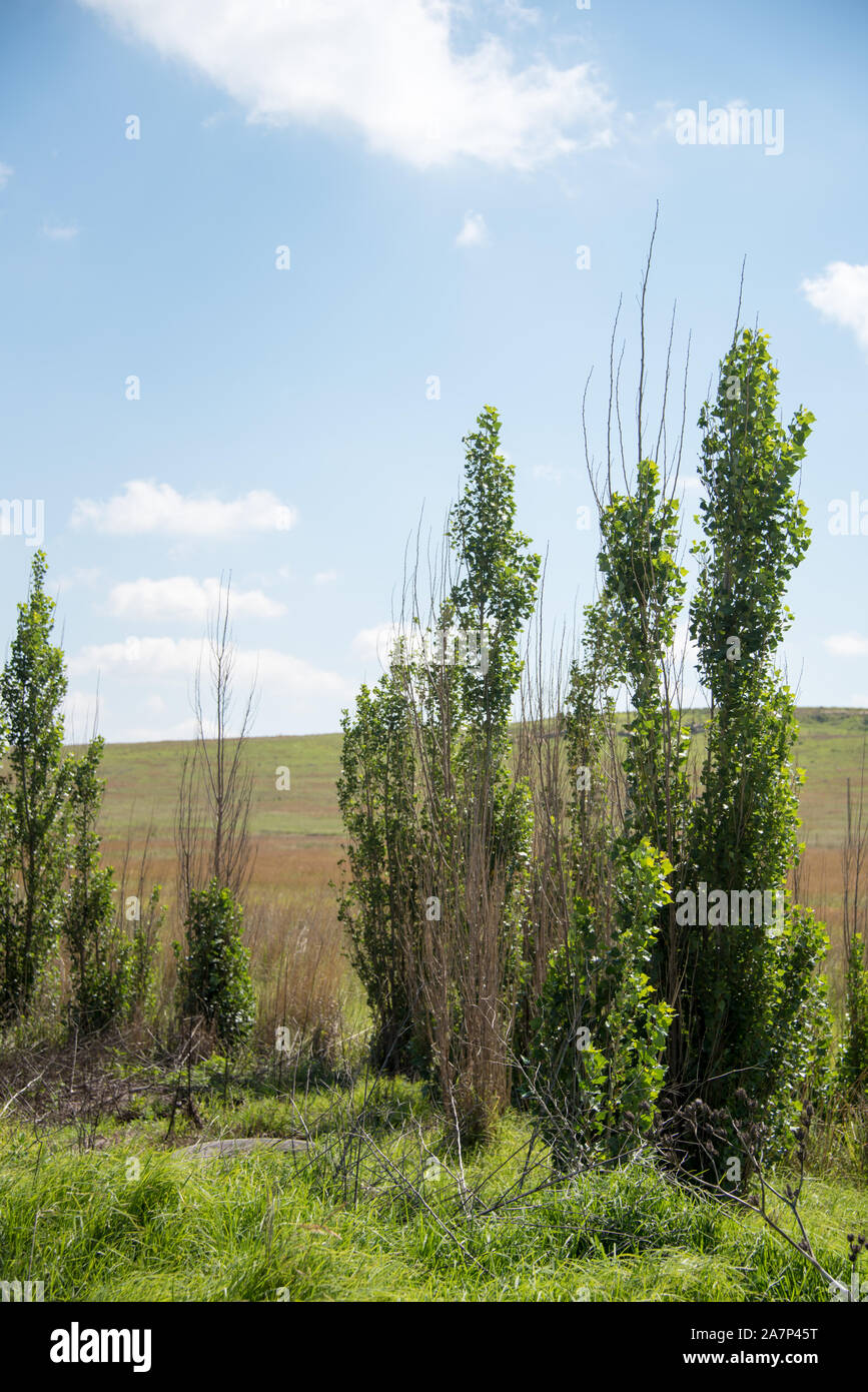 Wild trees in South Africa Stock Photo - Alamy
