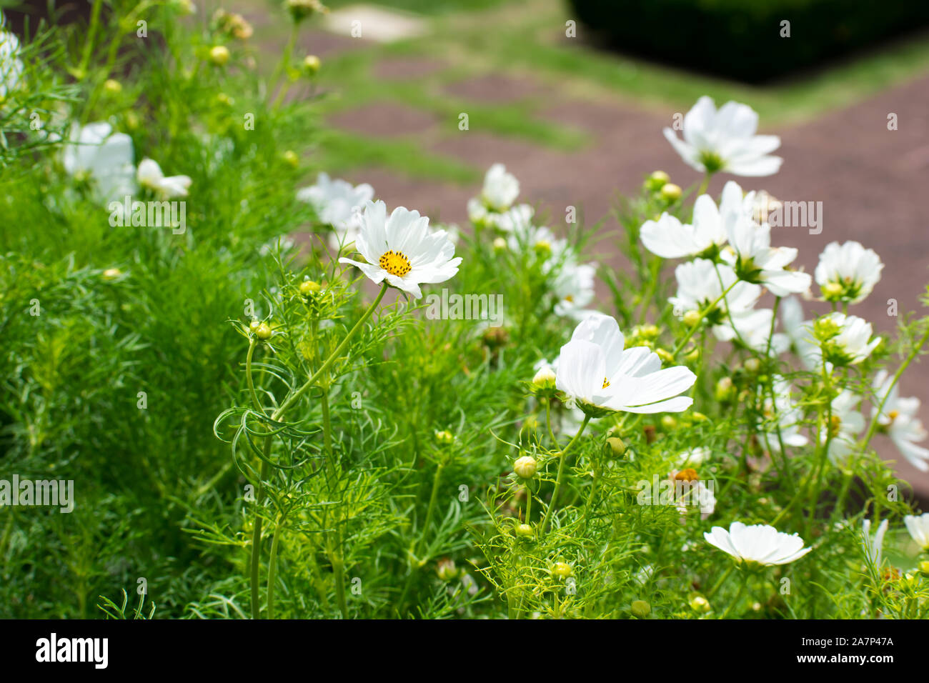 Botanical close ups hi-res stock photography and images - Alamy