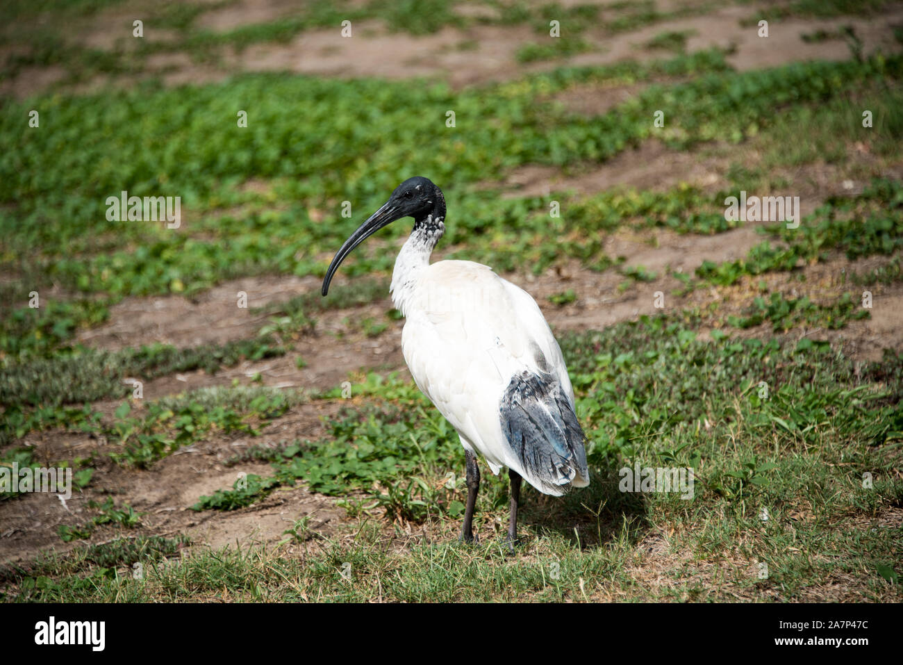 Australian ibis bird hi-res stock photography and images - Alamy