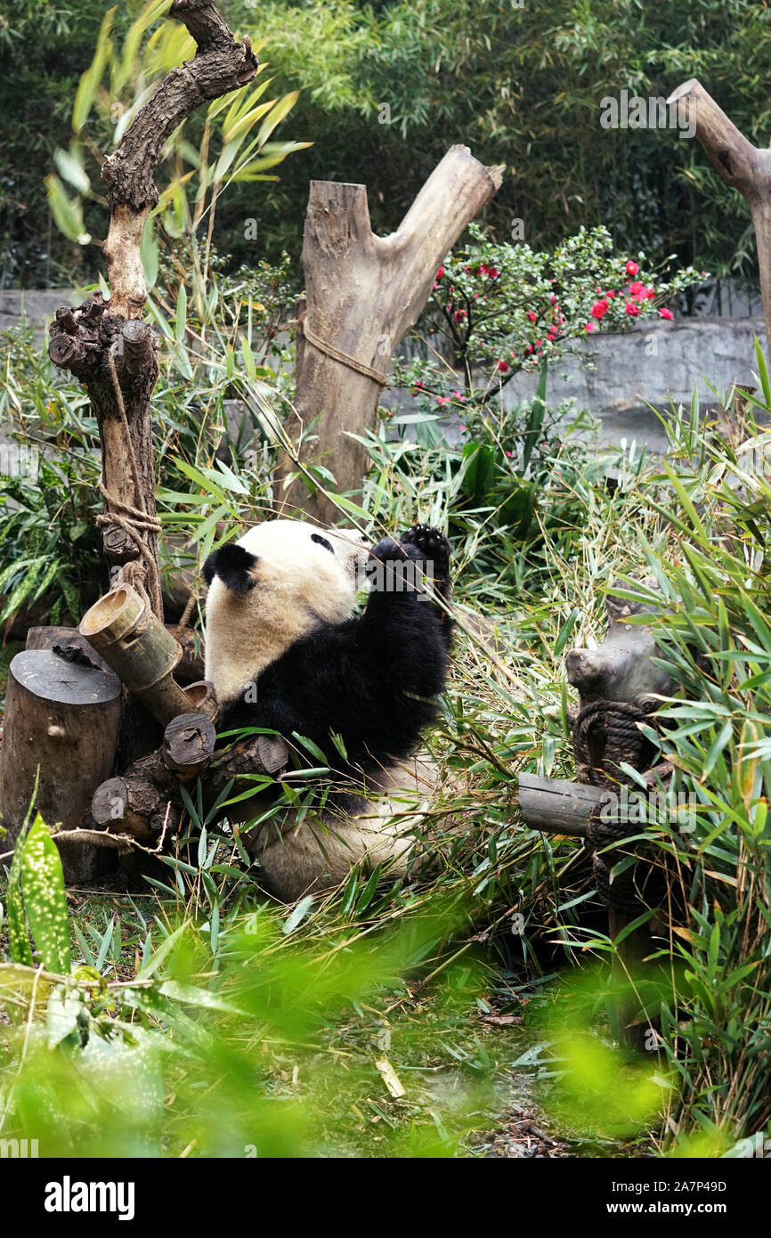 Giant pandas eat bamboo outside of rooms at Chengdu Research Base of ...