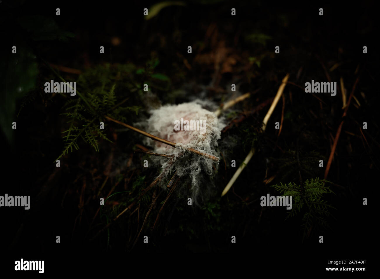 Fern trees fungus forest hi-res stock photography and images - Alamy