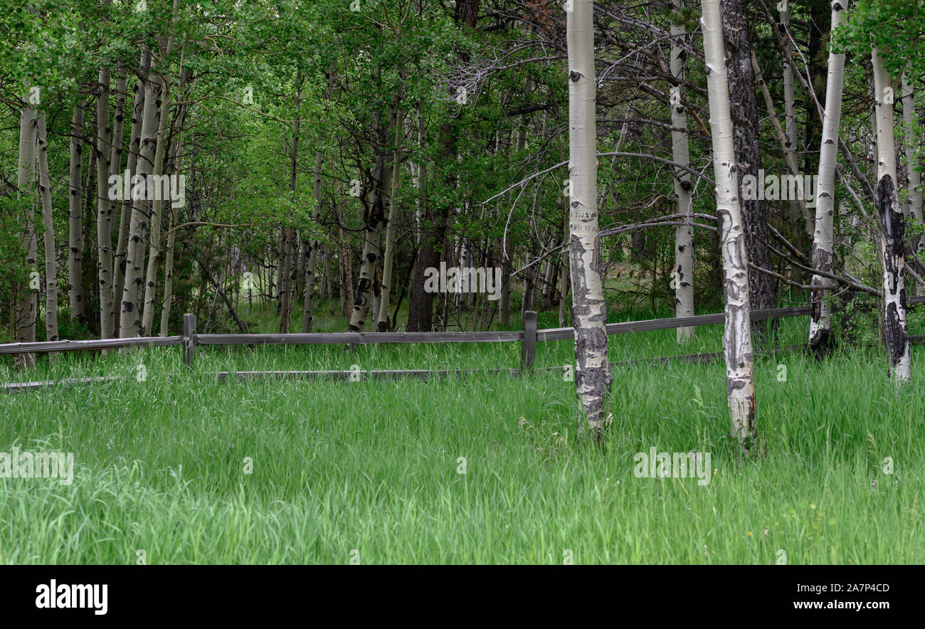 Fence Through Aspen Forest on side of grassy meadow Stock Photo - Alamy