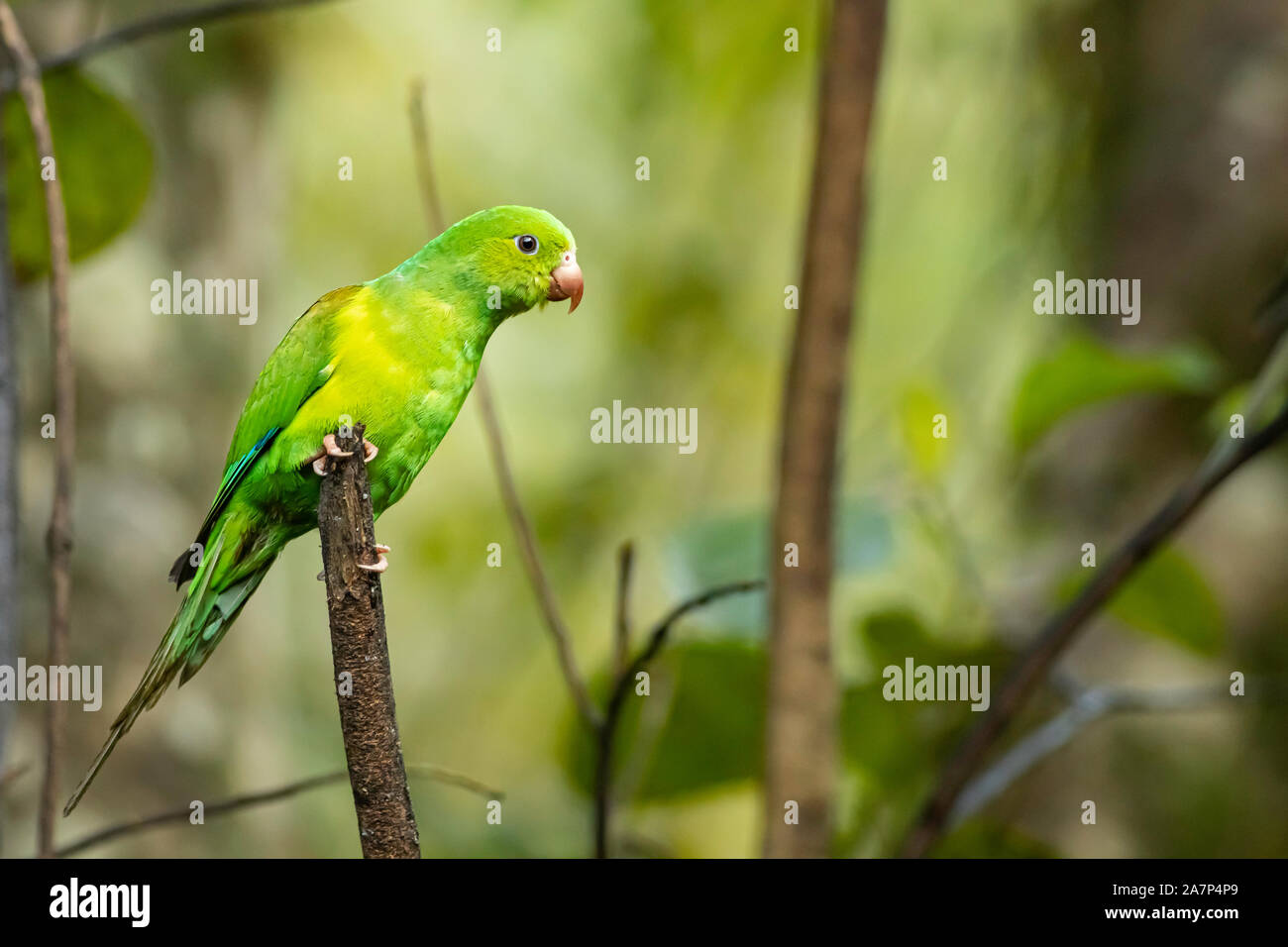 Common pet parakeet wings hi-res stock photography and images - Alamy