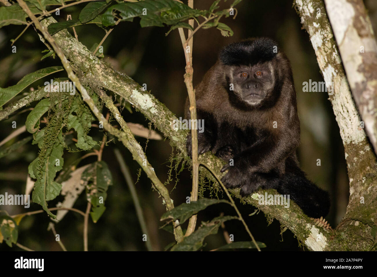 Black capuchin monkey - Sapajus nigritus Stock Photo - Alamy