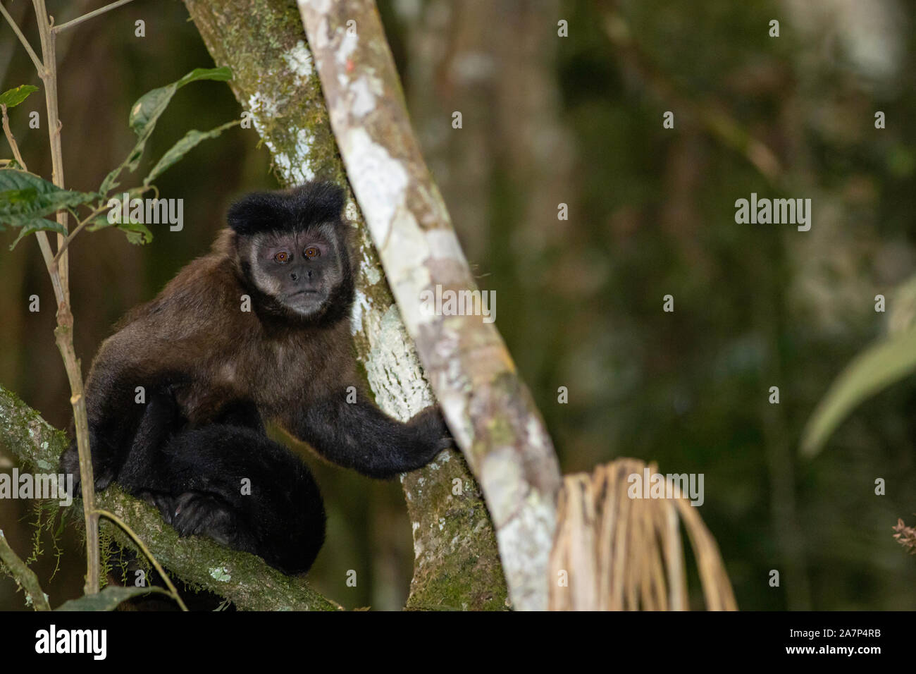 Sapajus nigritus hi-res stock photography and images - Alamy