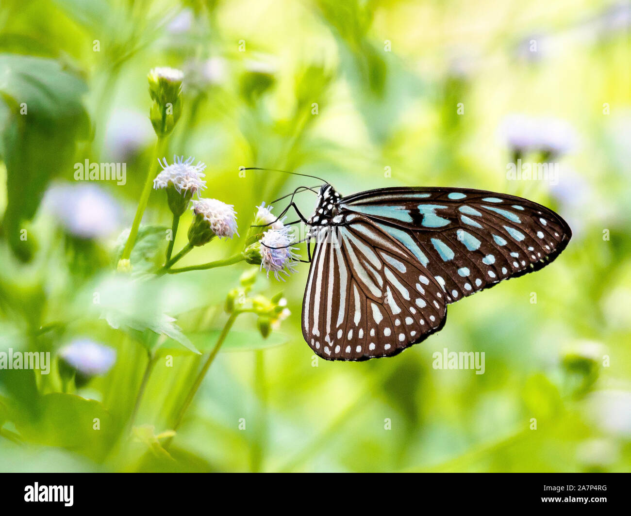 Glassy tiger butterfly hi-res stock photography and images - Alamy