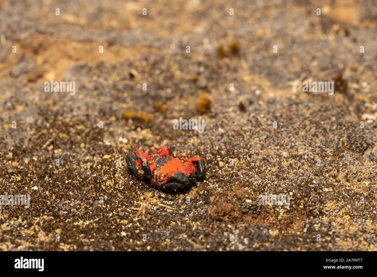 Red toad brazil hi-res stock photography and images - Alamy