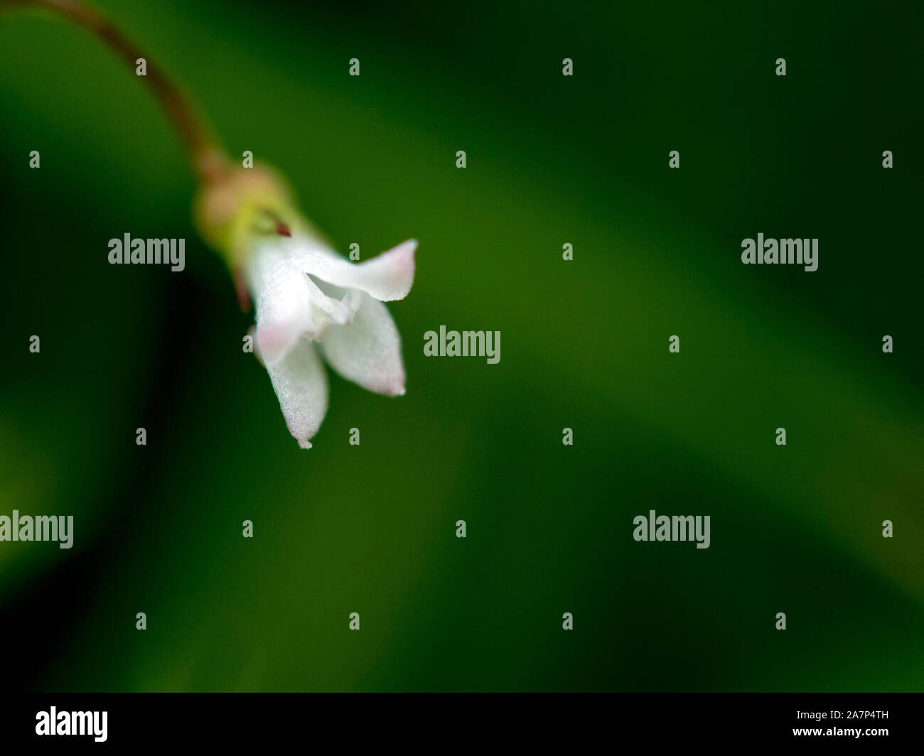 Laksa flower hi-res stock photography and images - Alamy
