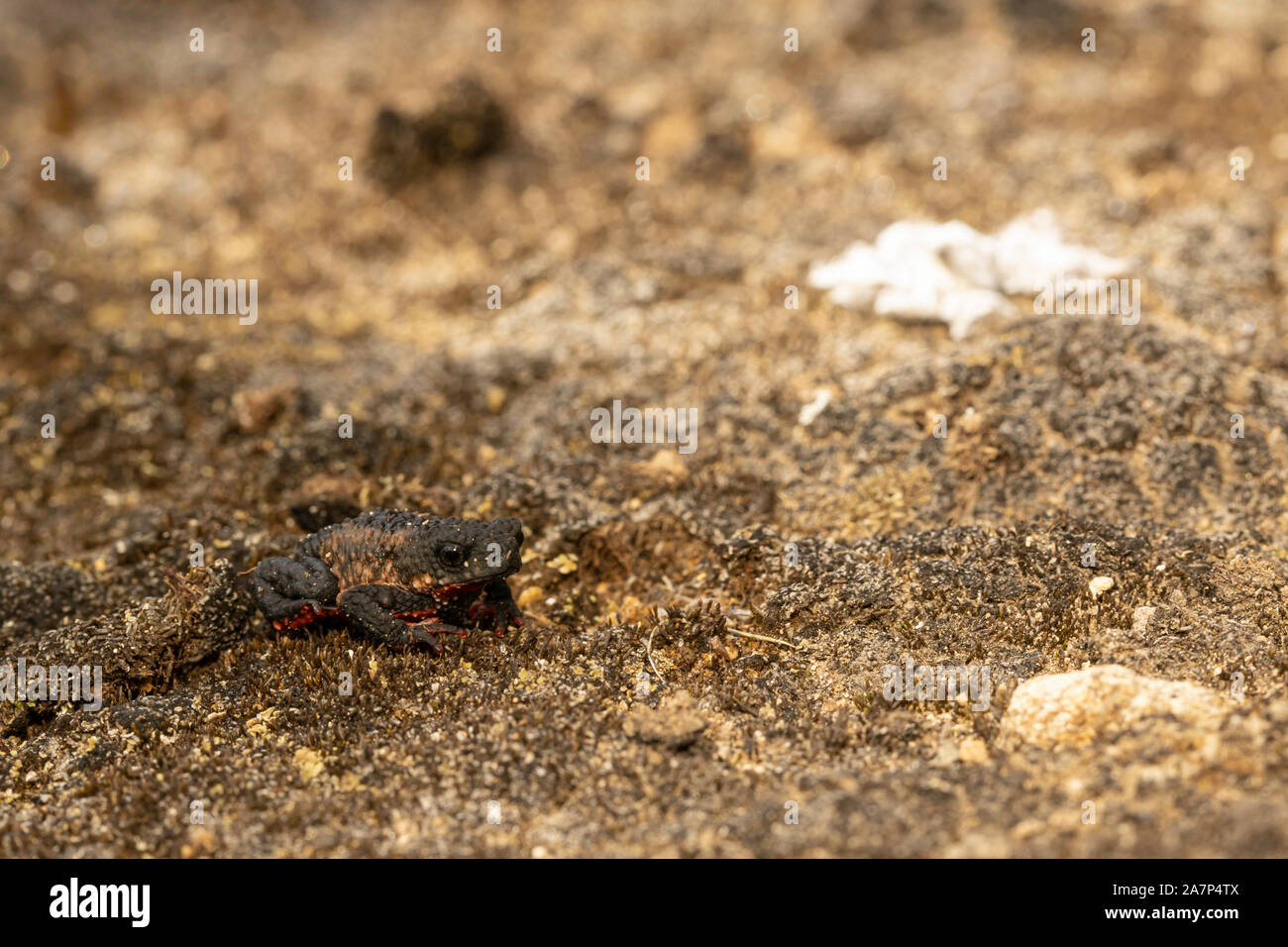 Maldonada redbelly toad - Melanophryniscus moreirae Stock Photo - Alamy