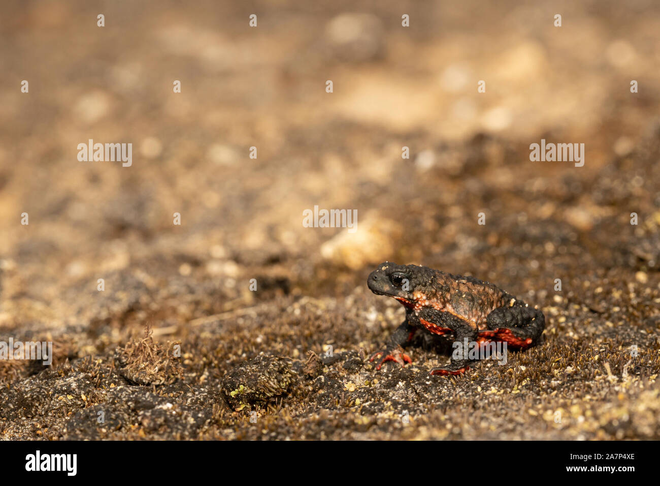 Maldonada redbelly toad - Melanophryniscus moreirae Stock Photo - Alamy