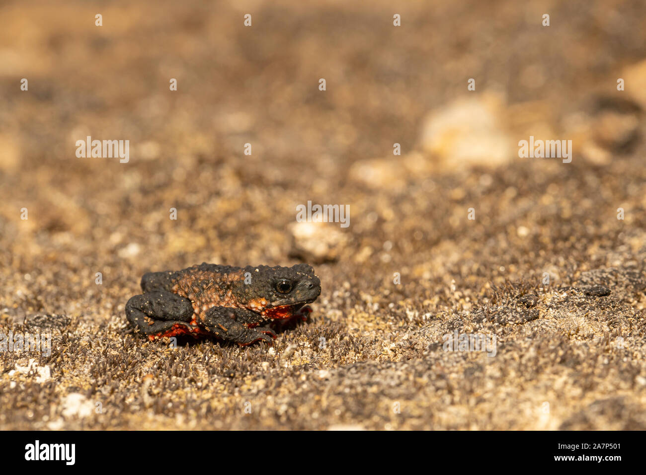 Maldonada redbelly toad - Melanophryniscus moreirae Stock Photo - Alamy