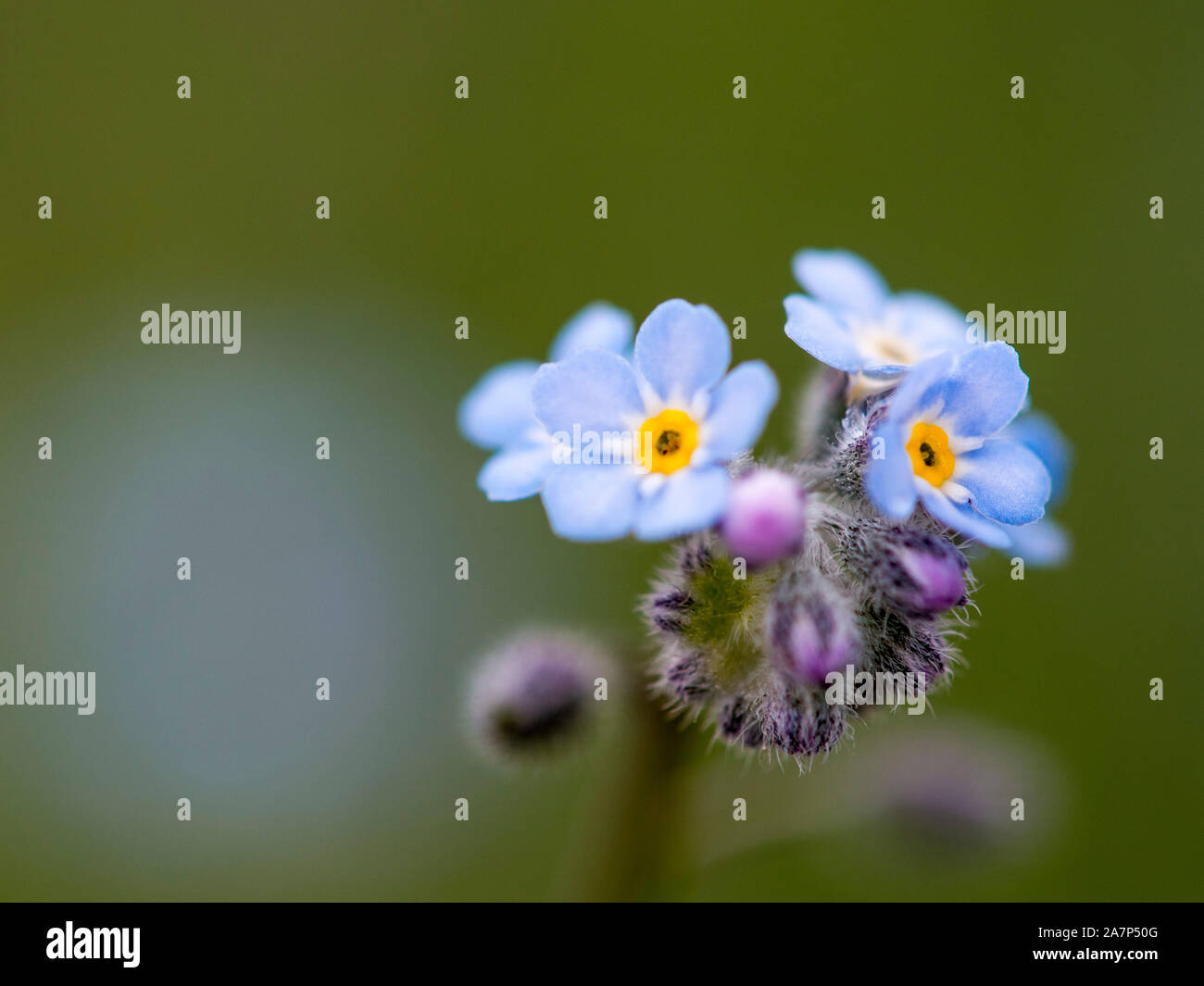Tiny blue blossoms hi-res stock photography and images - Alamy