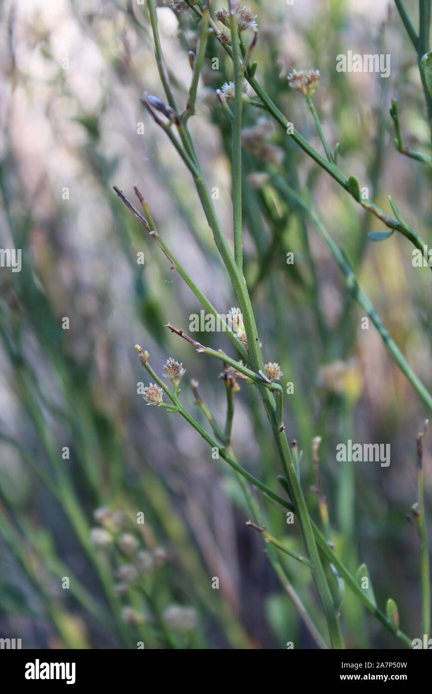 Southern Mojave Desert native plant, 49 Palms Oasis of Joshua Tree ...