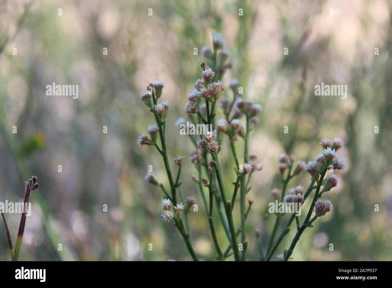 Southern Mojave Desert native plant, 49 Palms Oasis of Joshua Tree ...