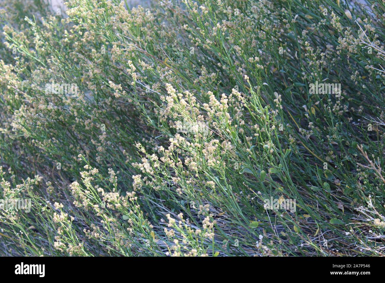 Southern Mojave Desert native plant, 49 Palms Oasis of Joshua Tree ...