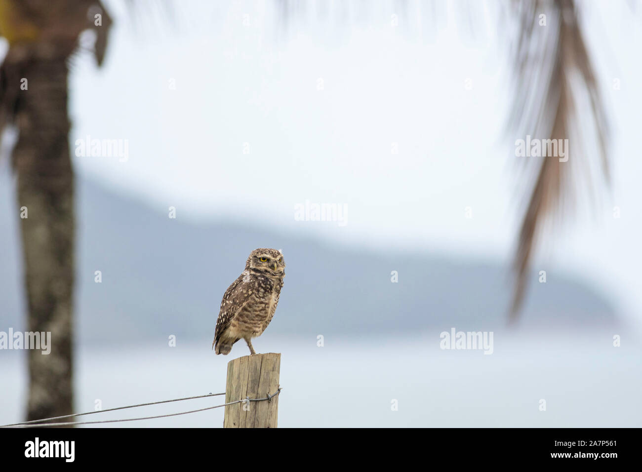 Burrowing owl - Athene cunicularia Stock Photo - Alamy