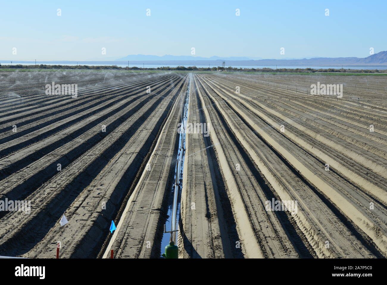 Water irrigation in California Stock Photo - Alamy