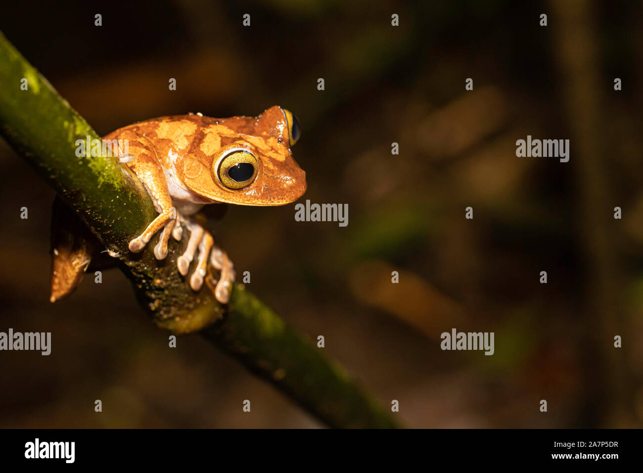 Blacksmith tree frog - Boana faber Stock Photo - Alamy