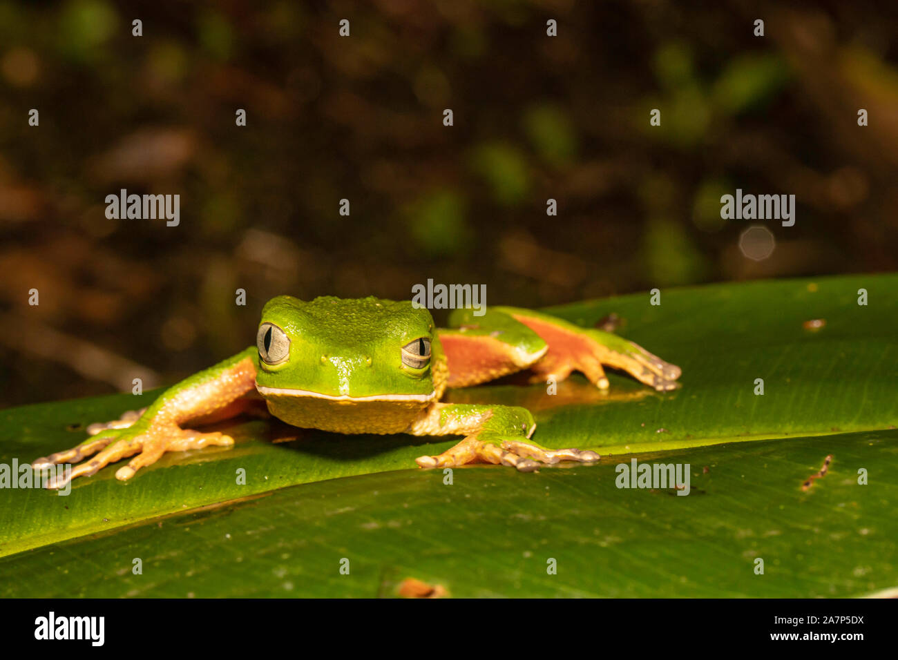 Sao Paulo Leaf Frog - Phyllomedusa distincta Stock Photo - Alamy