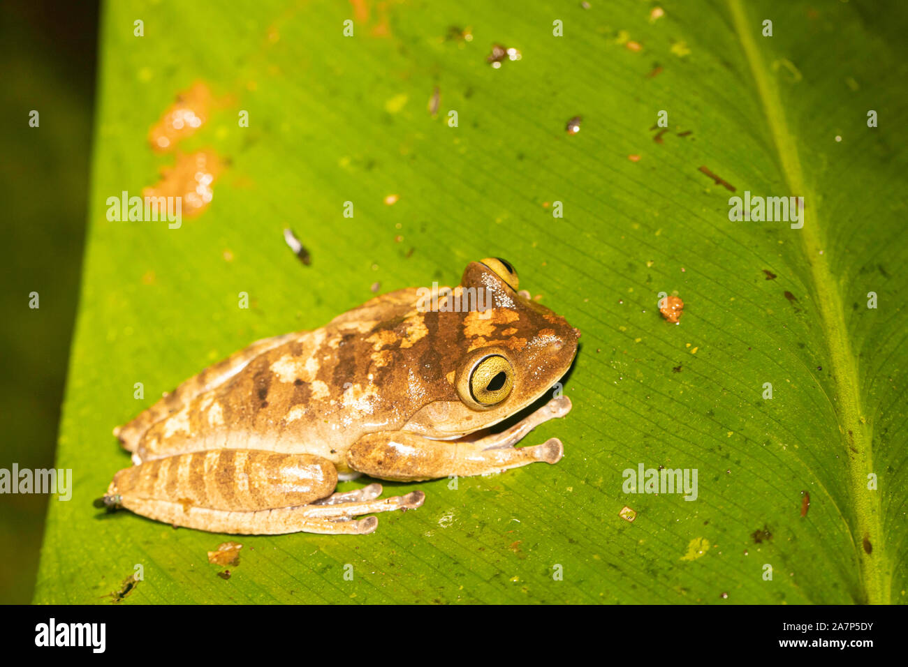 Blacksmith tree frog - Boana faber Stock Photo - Alamy