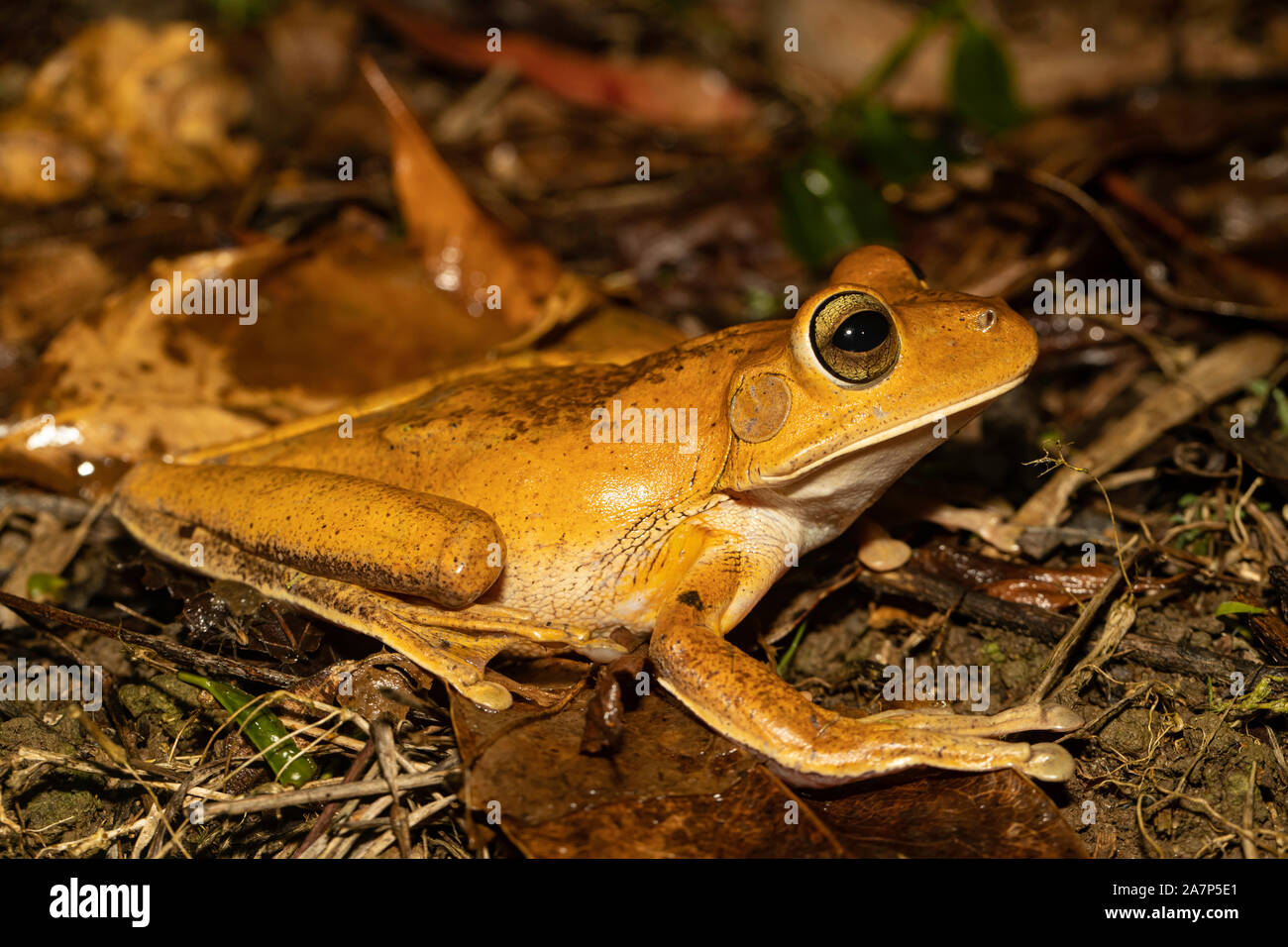 Blacksmith tree frog - Boana faber Stock Photo - Alamy